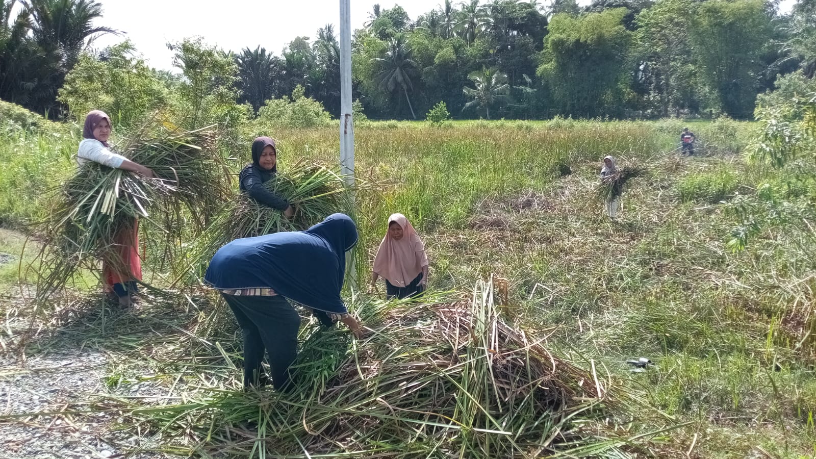 Pemanfaatan bak ngom/ mensiang.sebagai Mulsa untuk Budidaya Tanaman ...